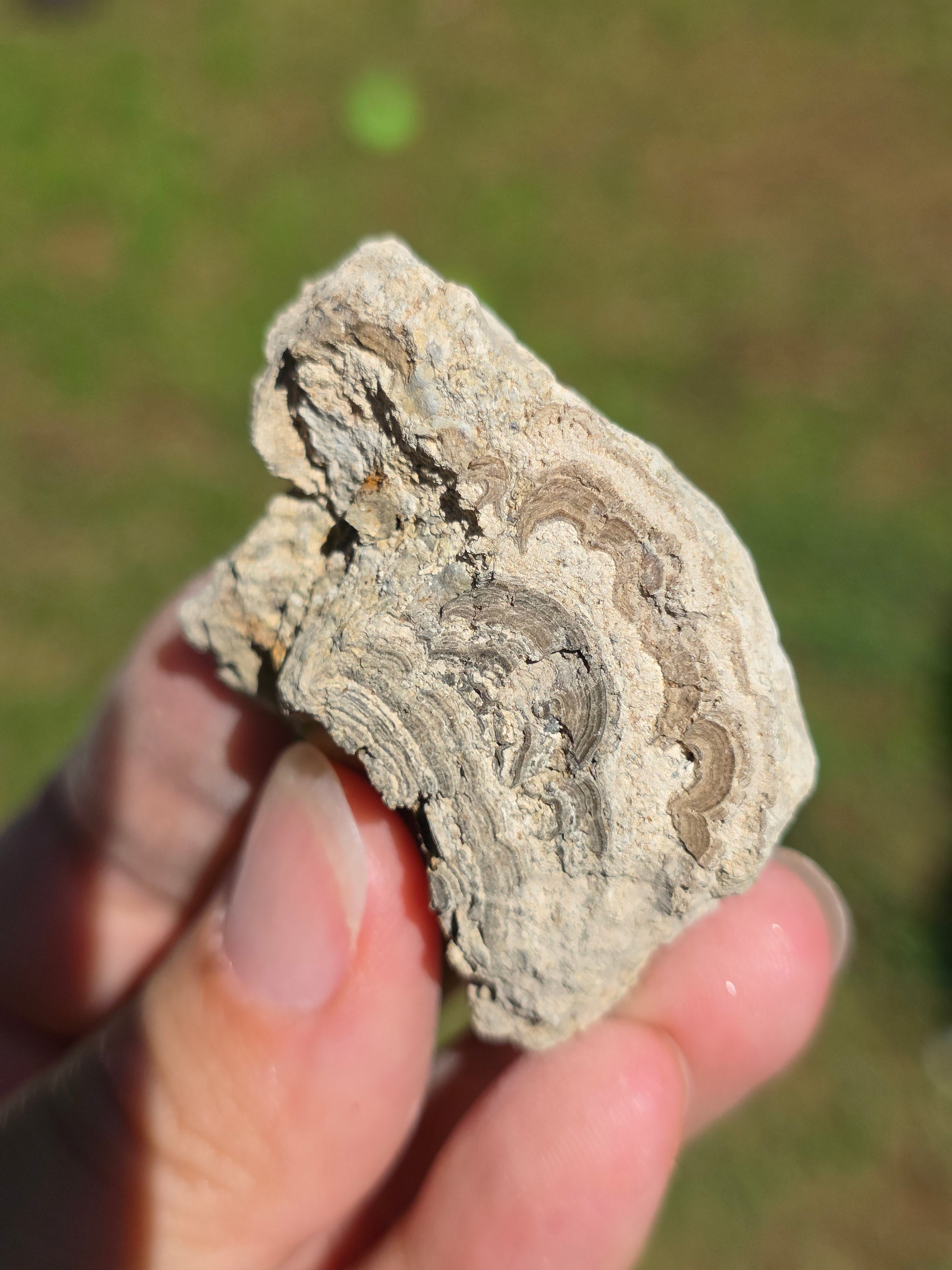 Stromatolite d'Auvergne C – L'Esprit des Météores